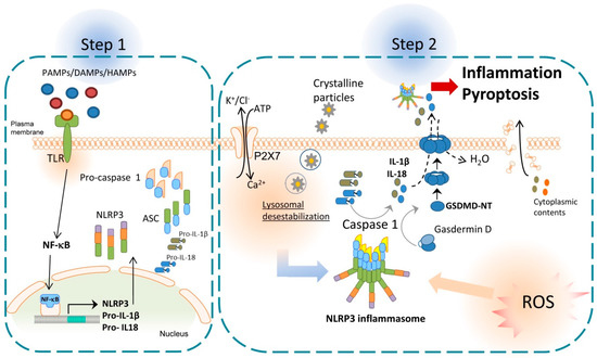 Role of Damage-Associated Molecular Patterns (DAMPS) in the Postoperative Period after ...