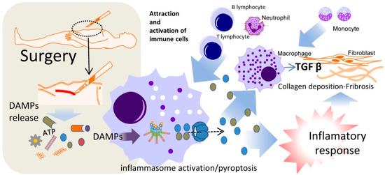 Role of Damage-Associated Molecular Patterns (DAMPS) in the Postoperative Period after ...