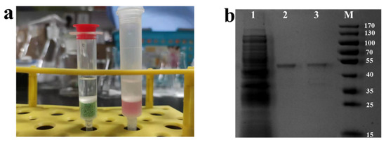 Selective Immobilization of His-Tagged Enzyme on Ni-Chelated Ion ...