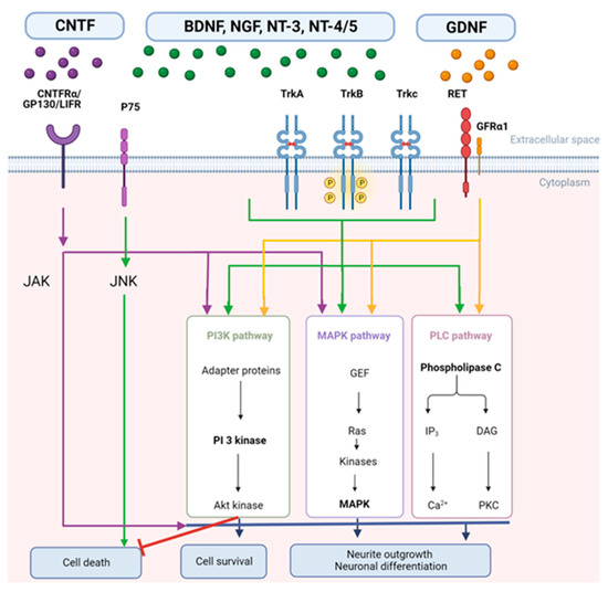 IJMS | Free Full-Text | Neurotrophic Factors as Regenerative Therapy ...