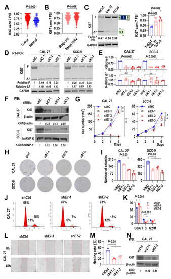 SRSF3-Mediated Ki67 Exon 7-Inclusion Promotes Head and Neck Squamous ...