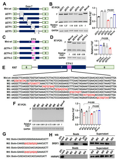SRSF3-Mediated Ki67 Exon 7-Inclusion Promotes Head and Neck Squamous ...