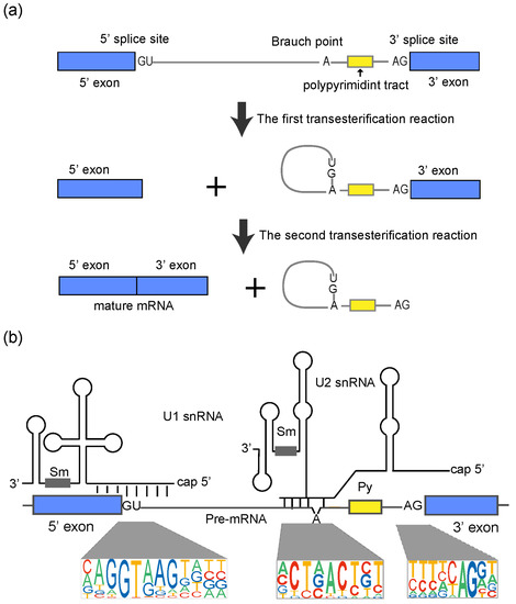 Alternative Splicing in the Regulatory Circuit of Plant Temperature ...