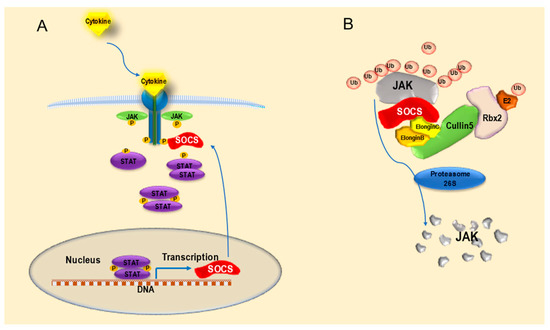 Role of SOCS and VHL Proteins in Neuronal Differentiation and Development
