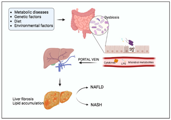 Microbiota–Liver Diseases Interactions