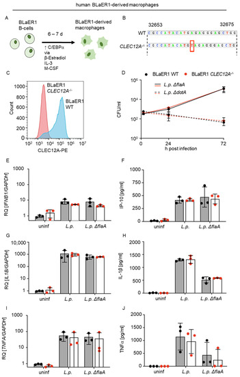 CLEC12A Binds to Legionella pneumophila but Has No Impact on the Host’s ...