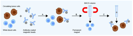 IJMS | Free Full-Text | Recent Advances in Methods for Circulating Tumor Cell Detection