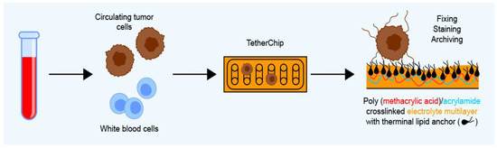 Recent Advances in Methods for Circulating Tumor Cell Detection