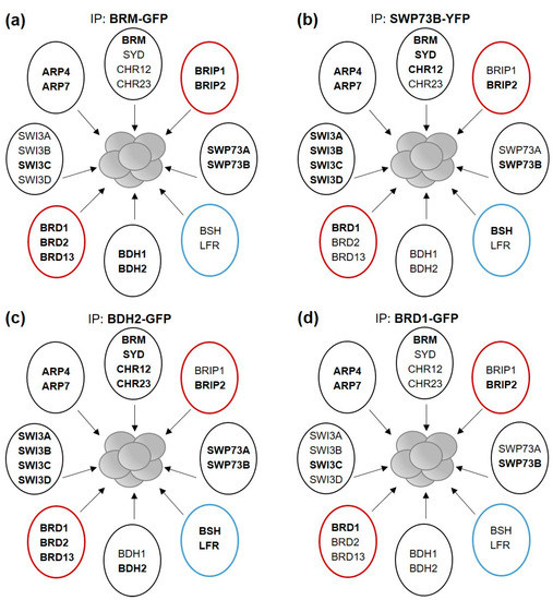 BRM Complex in Arabidopsis Adopts ncBAF-like Composition and Requires ...