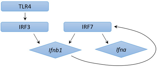 Pathogenicity of Type I Interferons in Mycobacterium tuberculosis