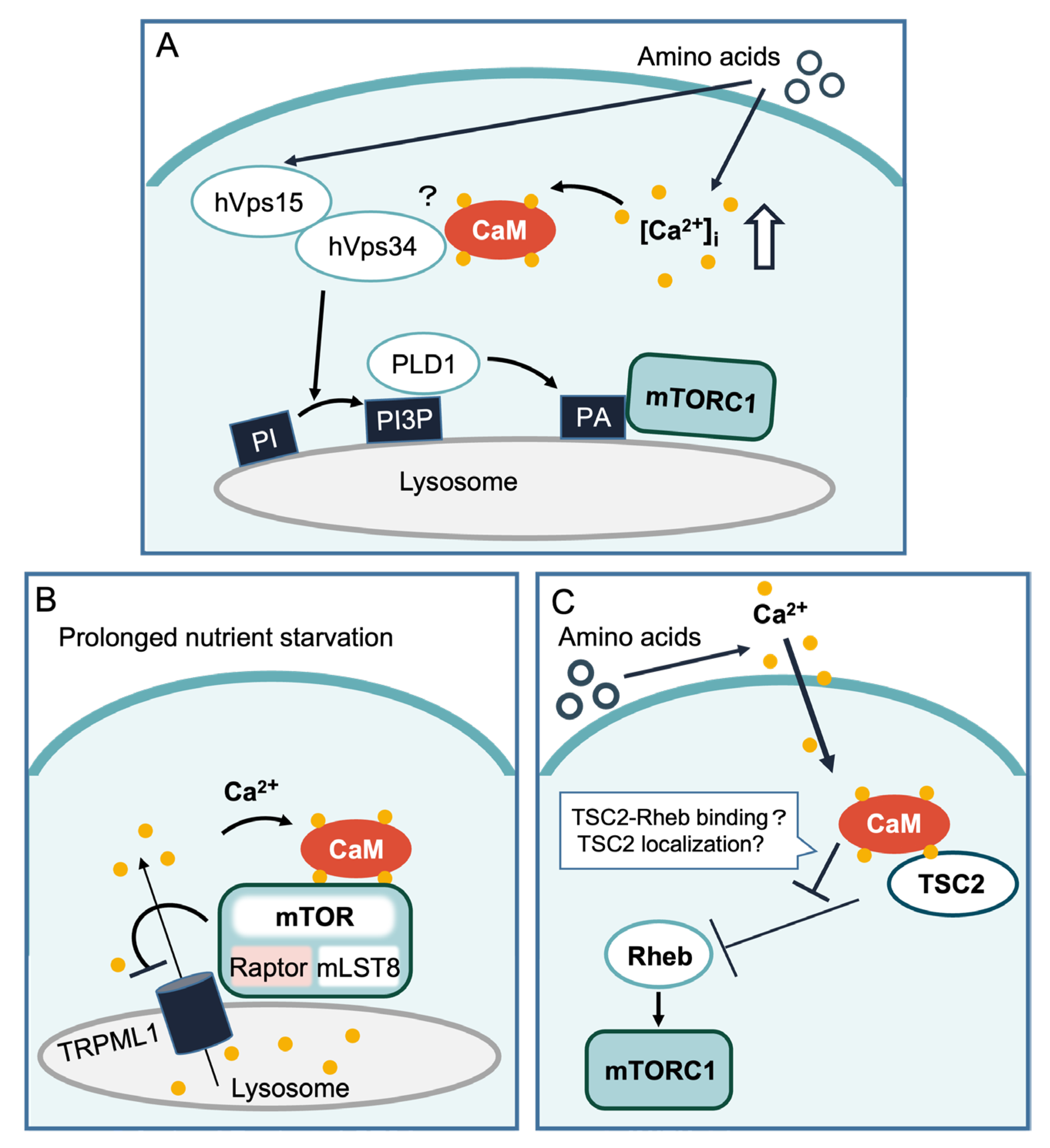 New Insights into the Regulation of mTOR Signaling via Ca2+-Binding Proteins