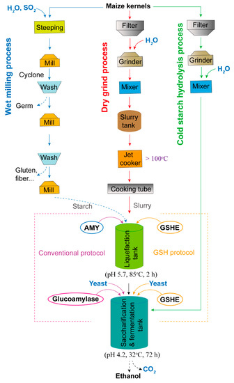 Genetic Engineering of Starch Biosynthesis in Maize Seeds for Efficient ...