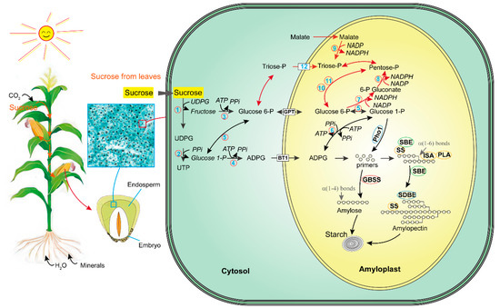 Genetic Engineering of Starch Biosynthesis in Maize Seeds for Efficient ...