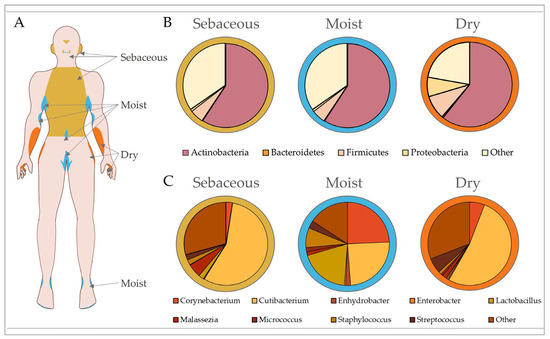 The Skin Microbiome: Current Landscape and Future Opportunities