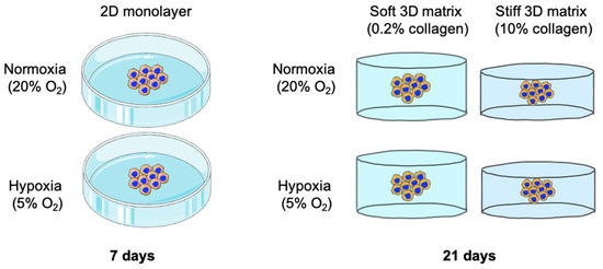 Biophysical Parameters Can Induce Epithelial-to-Mesenchymal Phenotypic ...