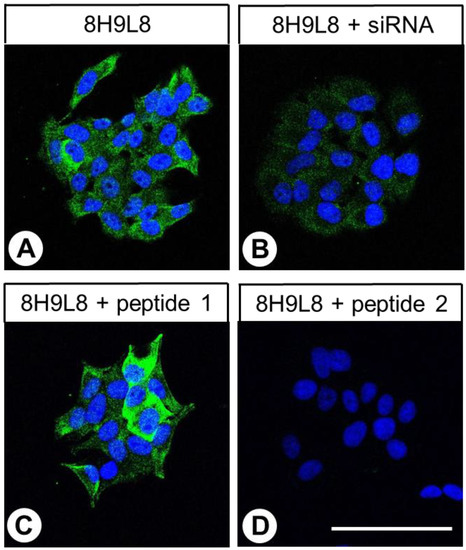 Expression of the Calcitonin Receptor-like Receptor (CALCRL) in Normal ...