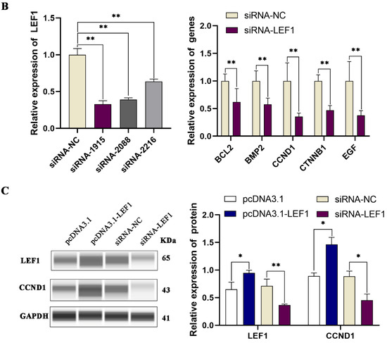 Dermal PapillaCell-Derived Exosomes Regulate Hair Follicle Stem Cell ...