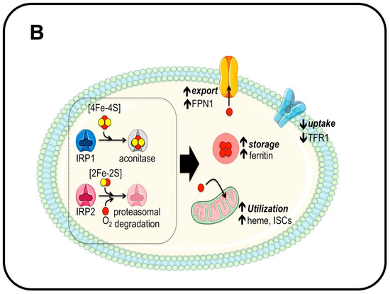 Managing the Dual Nature of Iron to Preserve Health