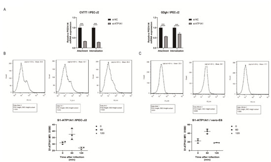 The Alpha-1 Subunit of the Na+/K+-ATPase (ATP1A1) Is a Host Factor ...