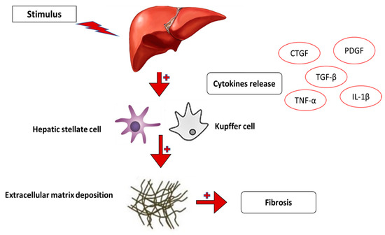 Fibrosis: Types, Effects, Markers, Mechanisms for Disease Progression ...