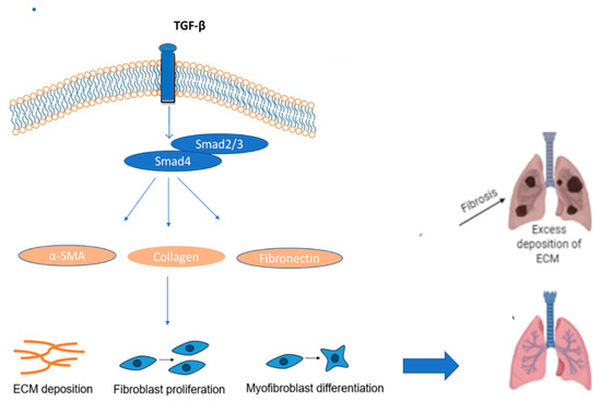 Fibrosis: Types, Effects, Markers, Mechanisms for Disease Progression ...