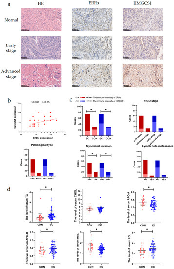 ERRα Up-Regulates Invadopodia Formation by Targeting HMGCS1 to Promote ...