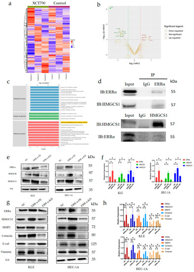ERRα Up-Regulates Invadopodia Formation by Targeting HMGCS1 to Promote ...