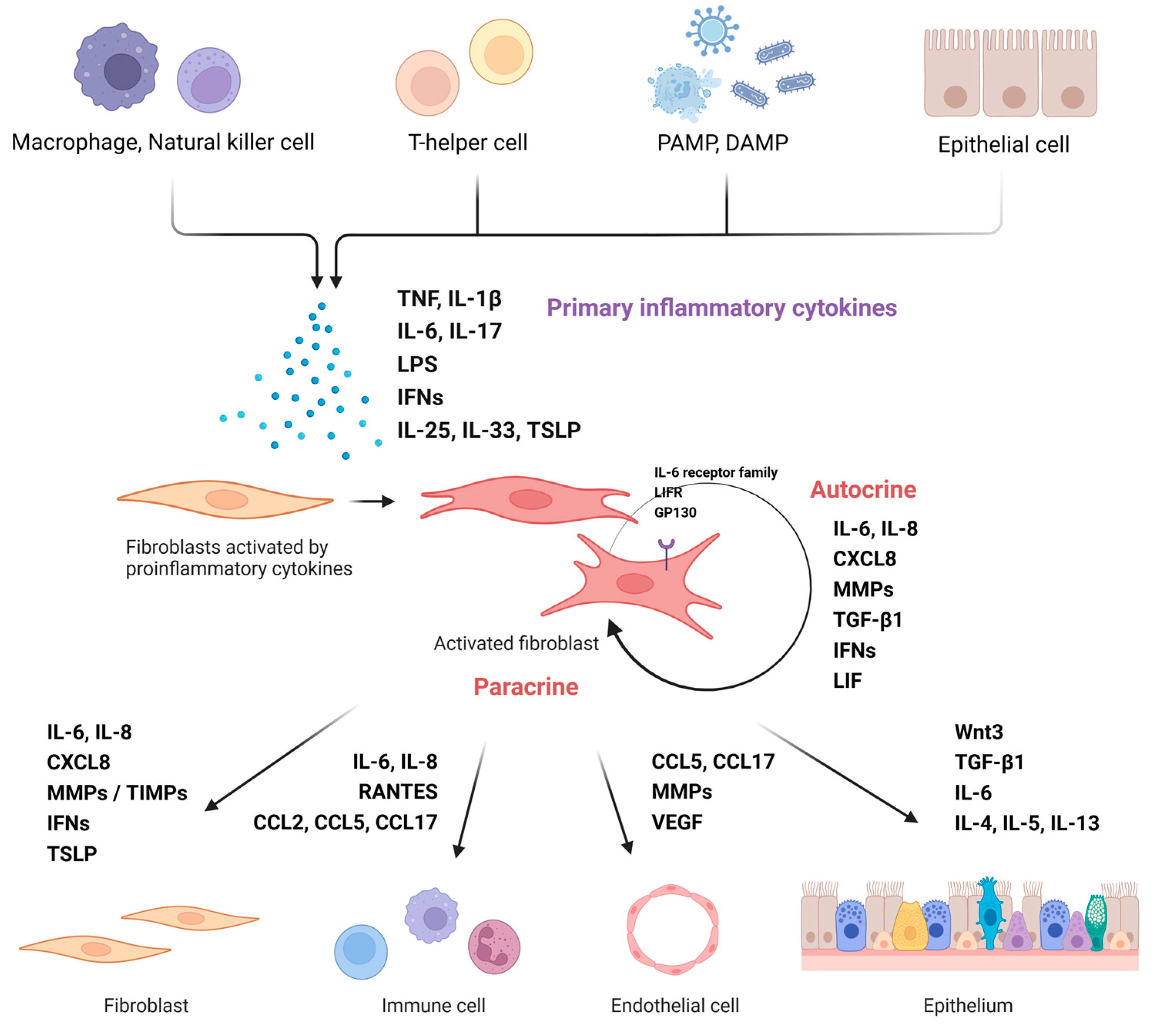 Fibroblasts Fibroblasts