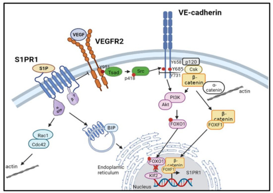 Dialogue between VE-Cadherin and Sphingosine 1 Phosphate Receptor1 ...