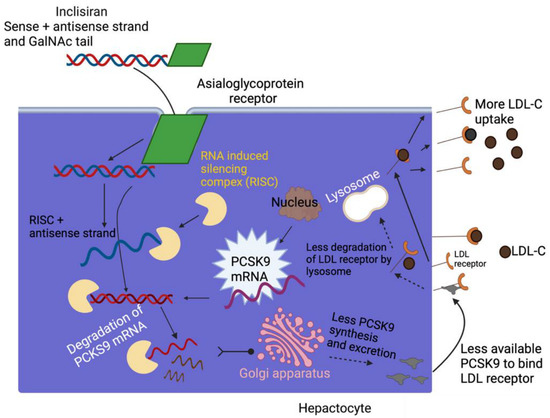 Development of Novel siRNA Therapeutics: A Review with a Focus on ...