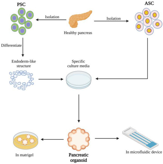 Pancreatic Organoids: A Frontier Method for Investigating Pancreatic ...