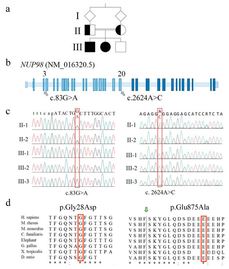 Germline NUP98 Variants in Two Siblings with a Rothmund–Thomson-Like ...