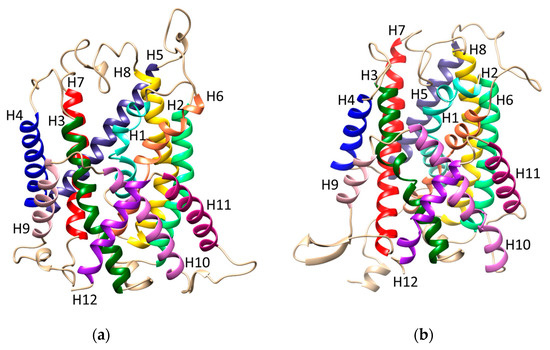 Insights into the Transport Cycle of LAT1 and Interaction with the ...