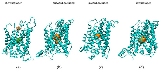 Insights into the Transport Cycle of LAT1 and Interaction with the ...