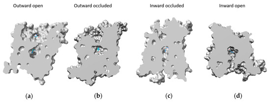 Insights into the Transport Cycle of LAT1 and Interaction with the ...