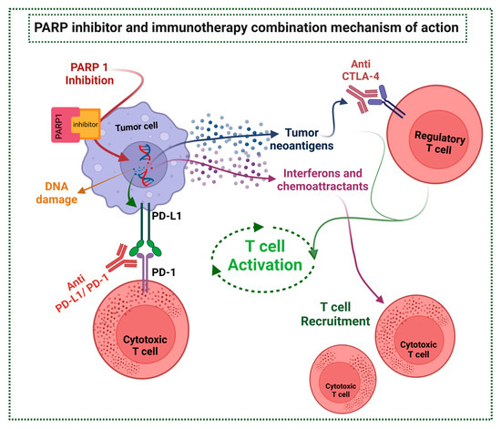 New Approaches in Early-Stage NSCL Management: Potential Use of PARP Inhibitors and ...