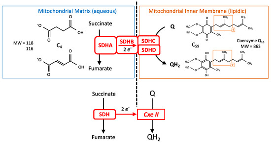 Inhibition of Succinate Dehydrogenase by Pesticides (SDHIs) and Energy ...