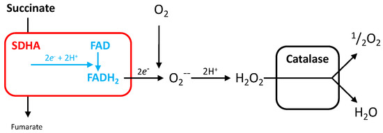 Inhibition of Succinate Dehydrogenase by Pesticides (SDHIs) and Energy ...