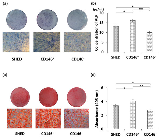 Bone Differentiation Ability of CD146-Positive Stem Cells from Human ...