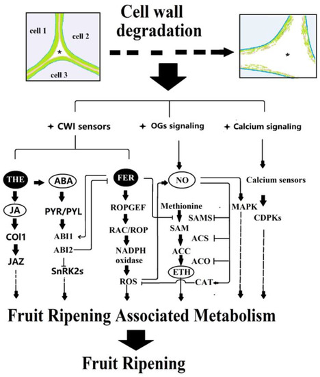 Cell Wall Integrity Signaling in Fruit Ripening