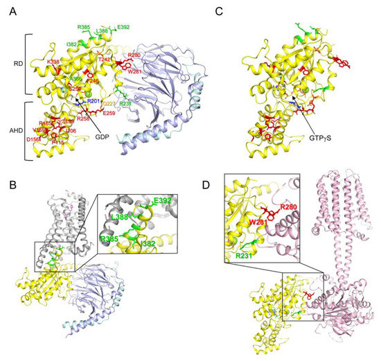 Structural and Functional Implication of Natural Variants of Gαs