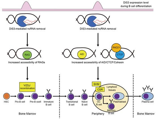 DIS3: The Enigmatic Gene in Multiple Myeloma