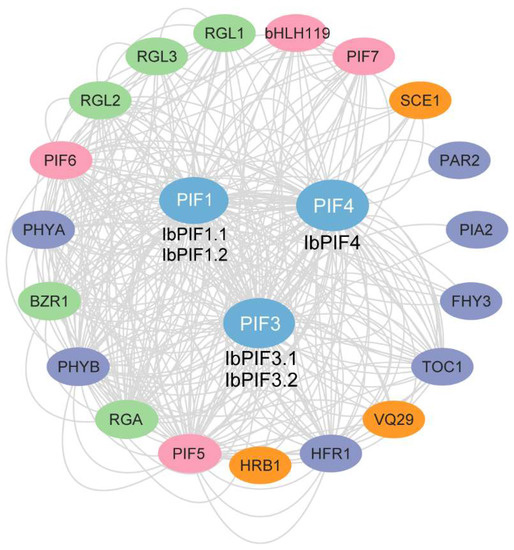 Genome-Wide Characterization of the PIFs Family in Sweet Potato and ...