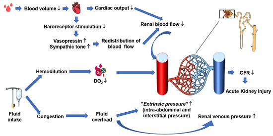 IJMS | Free Full-Text | Norepinephrine and Vasopressin in Hemorrhagic Shock: A Focus on Renal ...