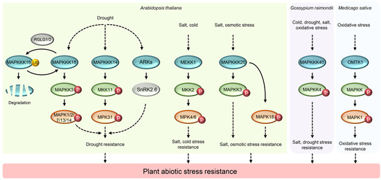 MAPKKKs in Plants: Multidimensional Regulators of Plant Growth and ...