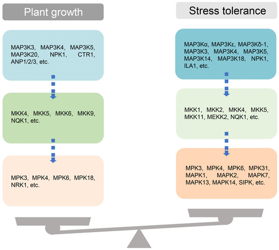 MAPKKKs in Plants: Multidimensional Regulators of Plant Growth and ...