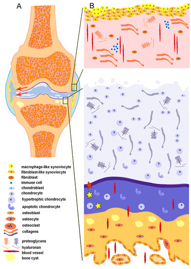 Healthy and Osteoarthritis-Affected Joints Facing the Cellular Crosstalk