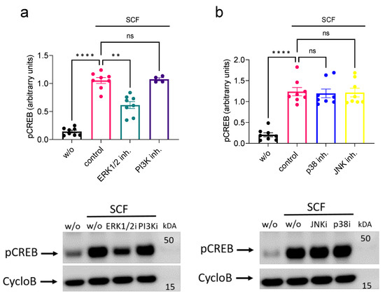 CREB Is Activated by the SCF/KIT Axis in a Partially ERK-Dependent ...