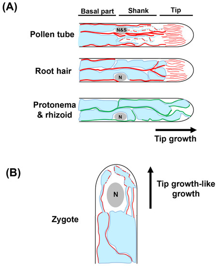 At the Nexus between Cytoskeleton and Vacuole: How Plant Cytoskeletons ...