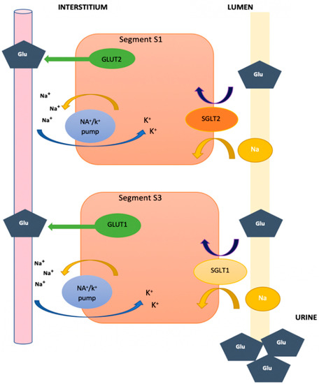 Renal and Cardiovascular Metabolic Impact Caused by Ketogenesis of the ...